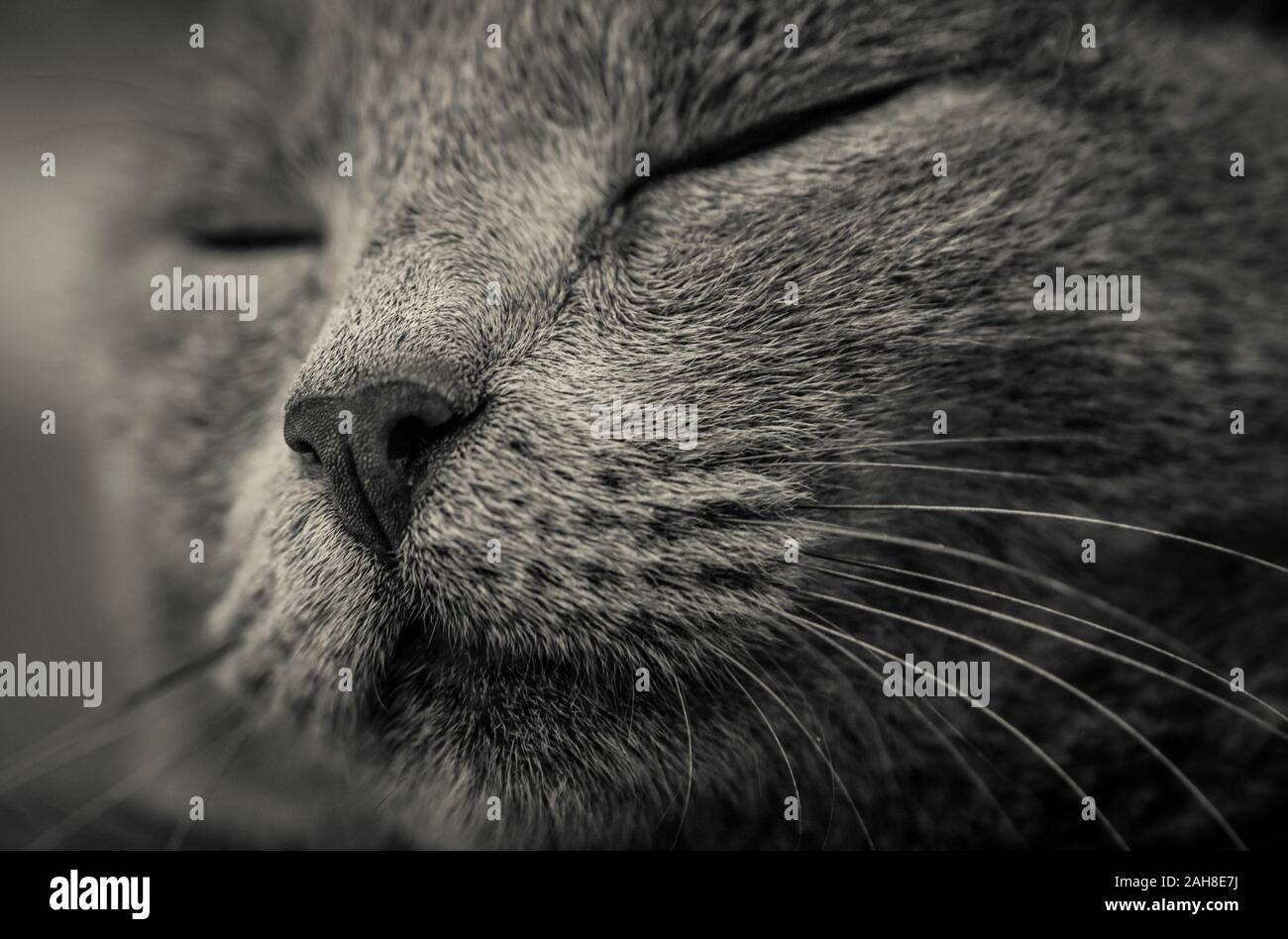 Close up portrait of the muzzle of a sleeping female grey Chartreux cat ...