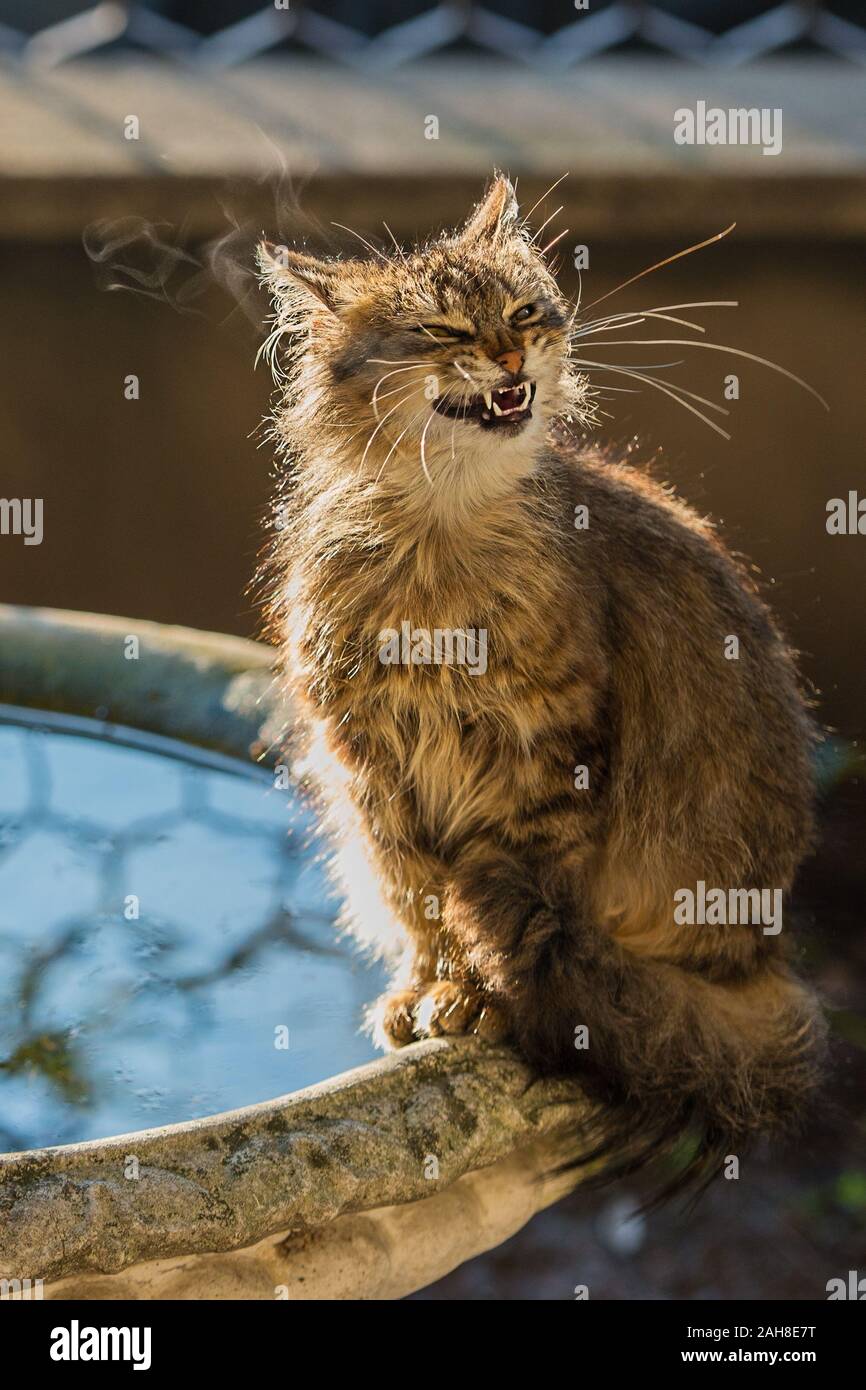 Close up of a furry norwegian cat breathing in the early morning light ...