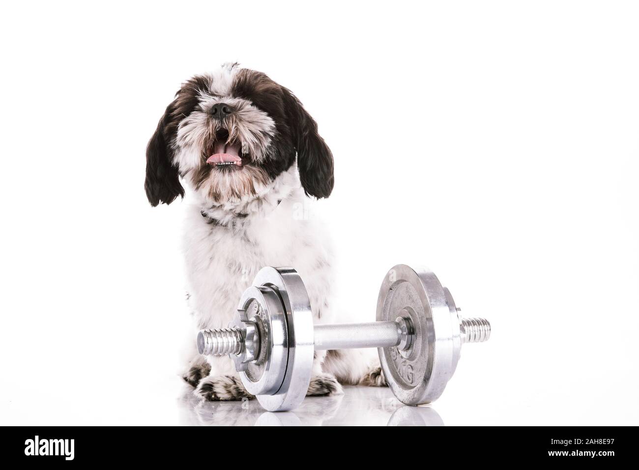 Adorable dog with dumbbells on white background Stock Photo - Alamy