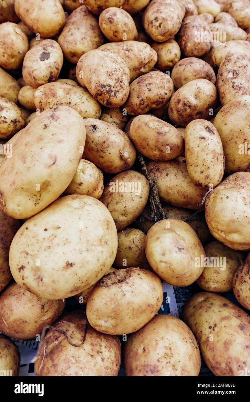 Potato. Background and potatoes. Beautiful background from a lot of ...