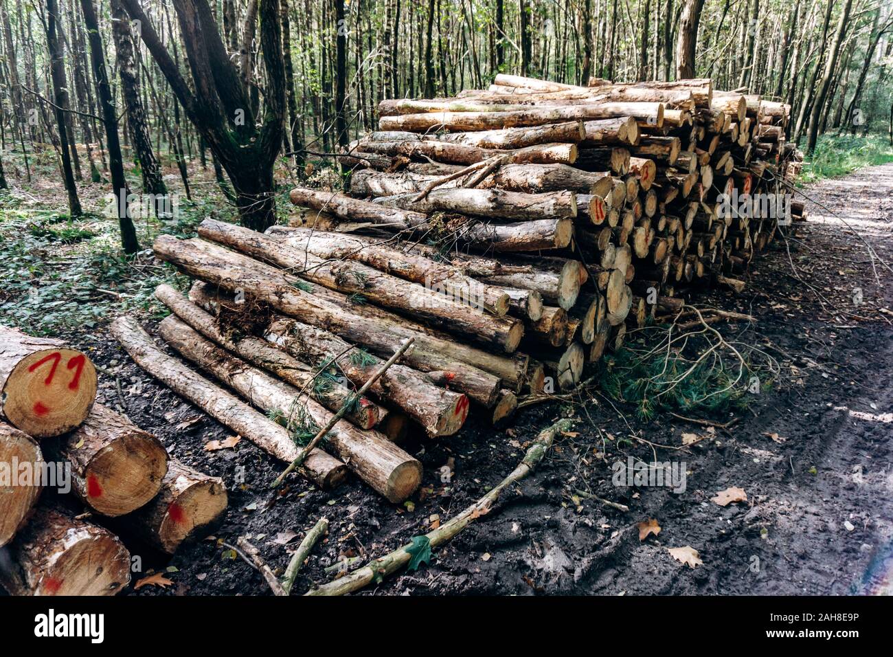 Freshly cut logs in a Pine forest, stacked Stock Photo - Alamy