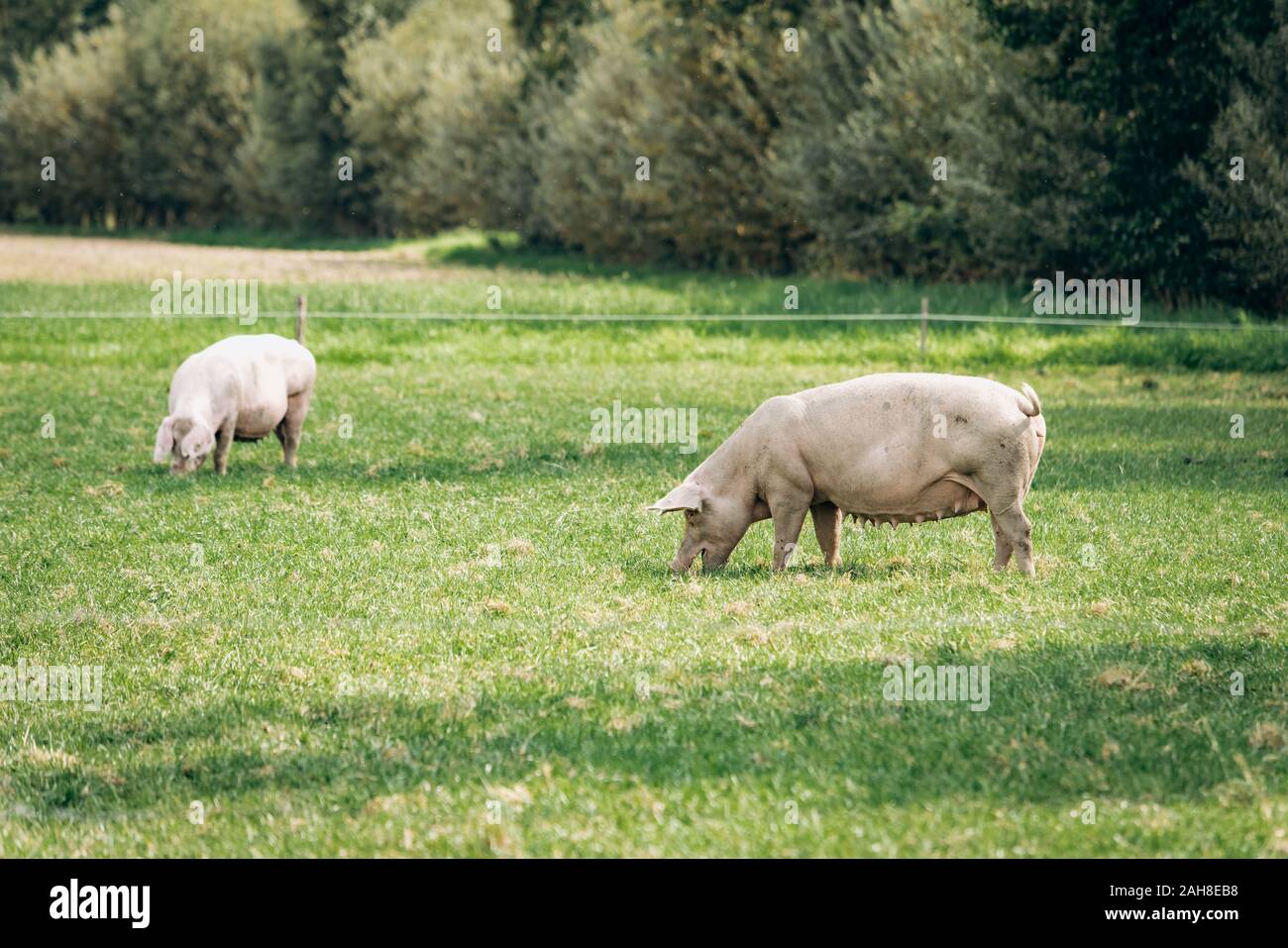 Female with piglet eating grass hi-res stock photography and images - Alamy