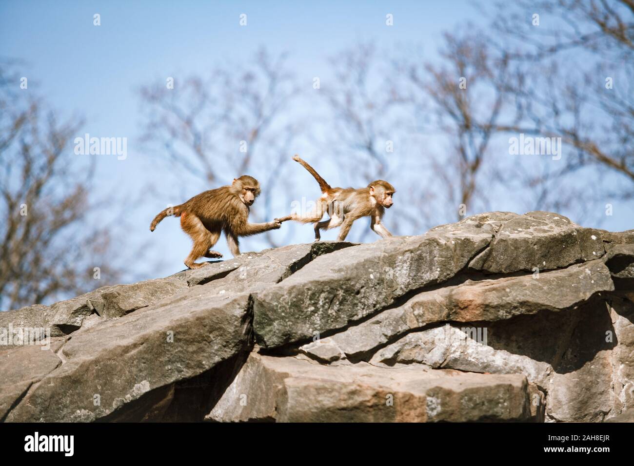 Hamadryads hi-res stock photography and images - Alamy