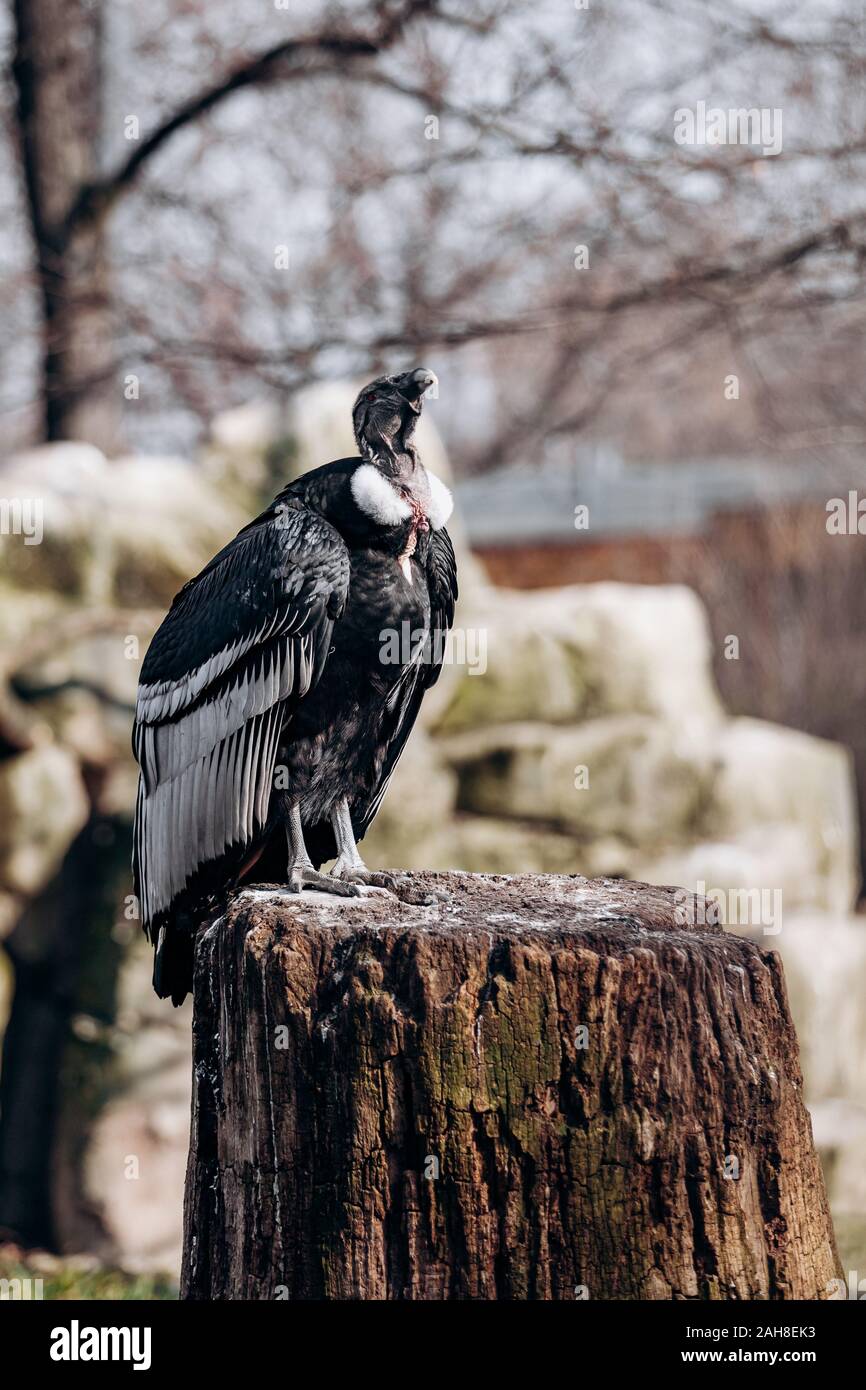 Andean condor sits on an old log cabin tree Stock Photo - Alamy