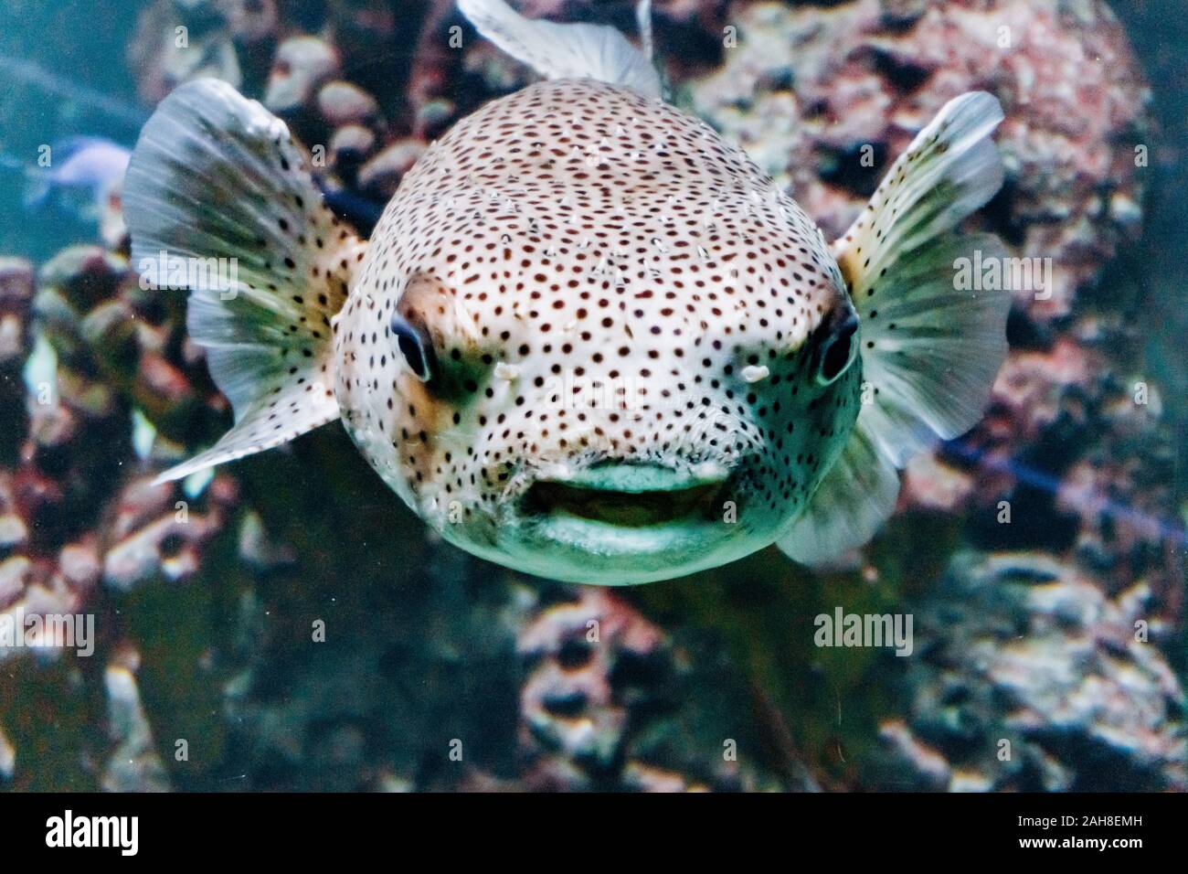 Fish diodon in the aquarium. Beautiful fish diodon Stock Photo - Alamy
