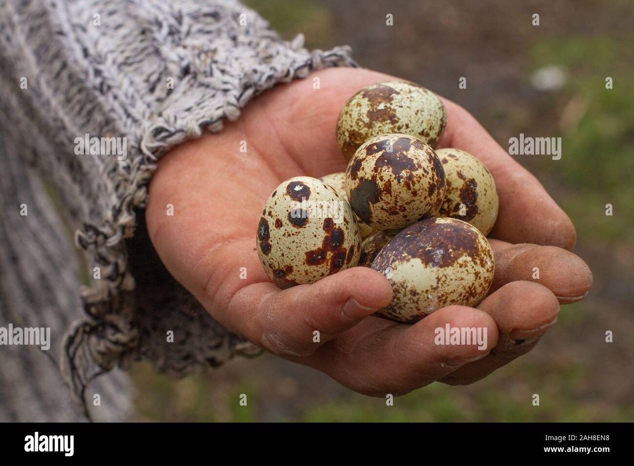 quail eggs on an eco-friendly quail farm Stock Photo - Alamy