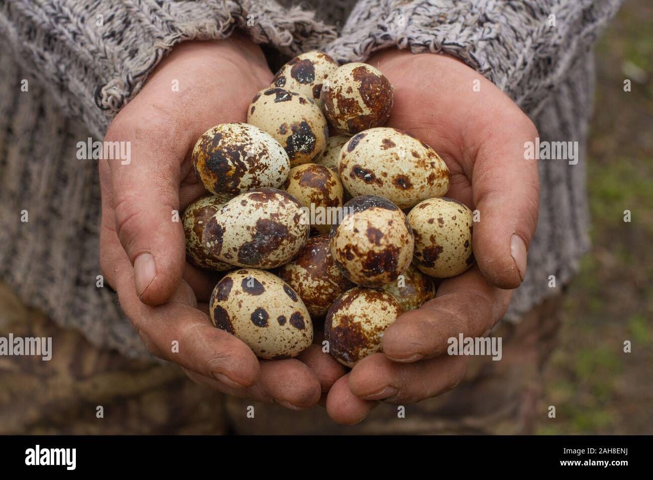 quail eggs on an eco-friendly quail farm Stock Photo - Alamy