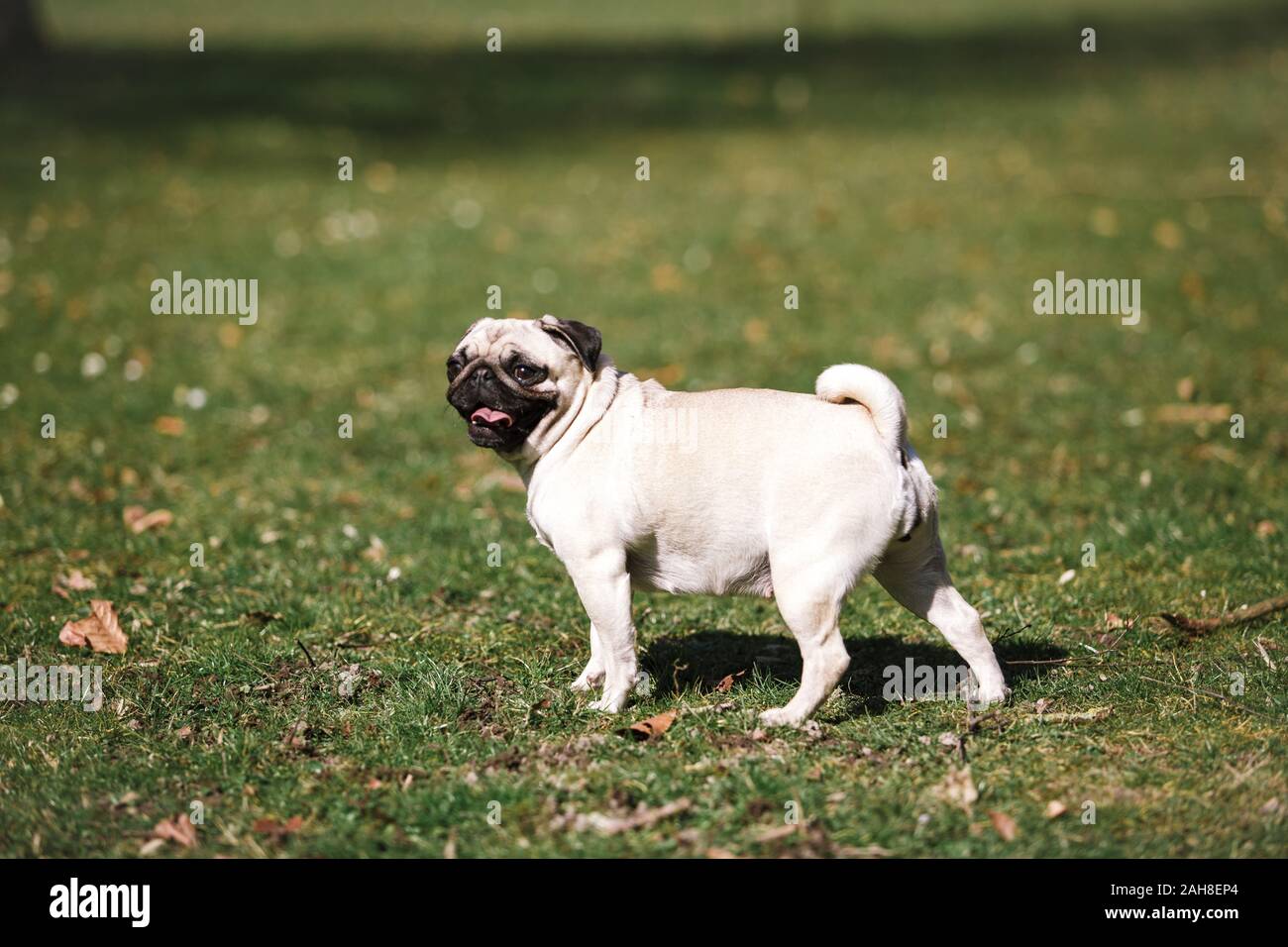Pug walks in the Park in warm summer weather Stock Photo - Alamy