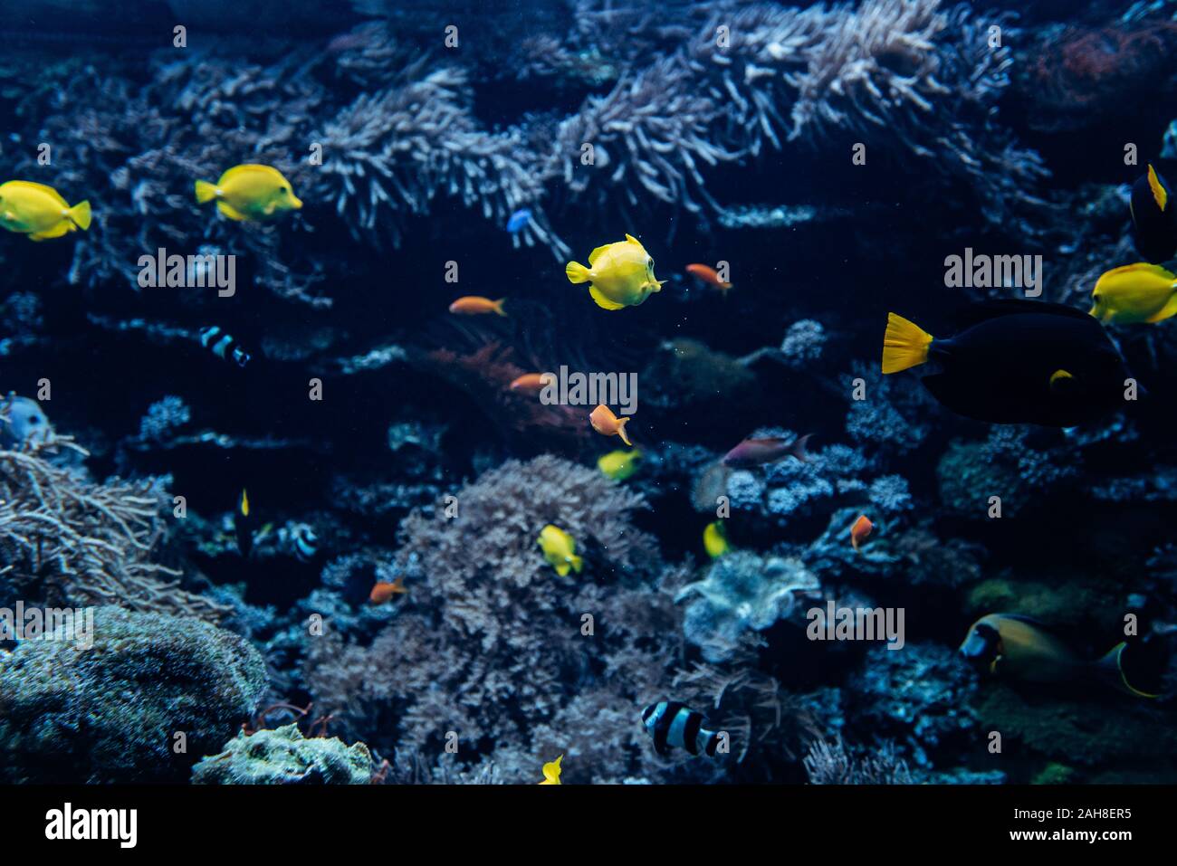 Beautiful underwater world. Sea world with fish and its inhabitants ...