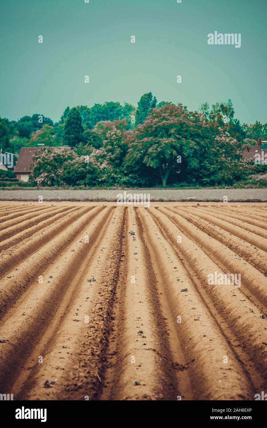 Agriculture landscape. Ploughing field. Freshly planted potato field ...