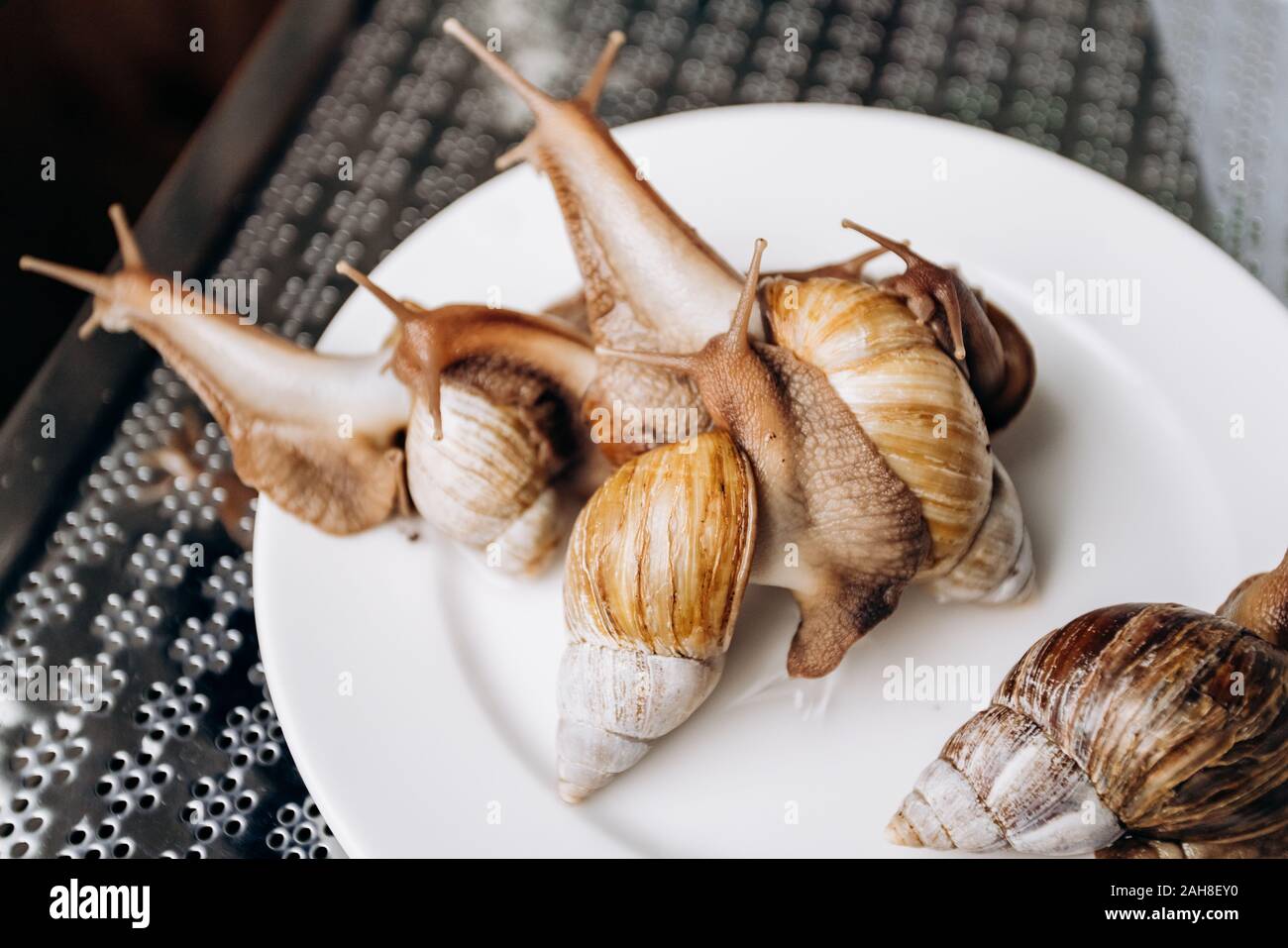 Fresh snails on a white plate ready to serve and eat Stock Photo - Alamy