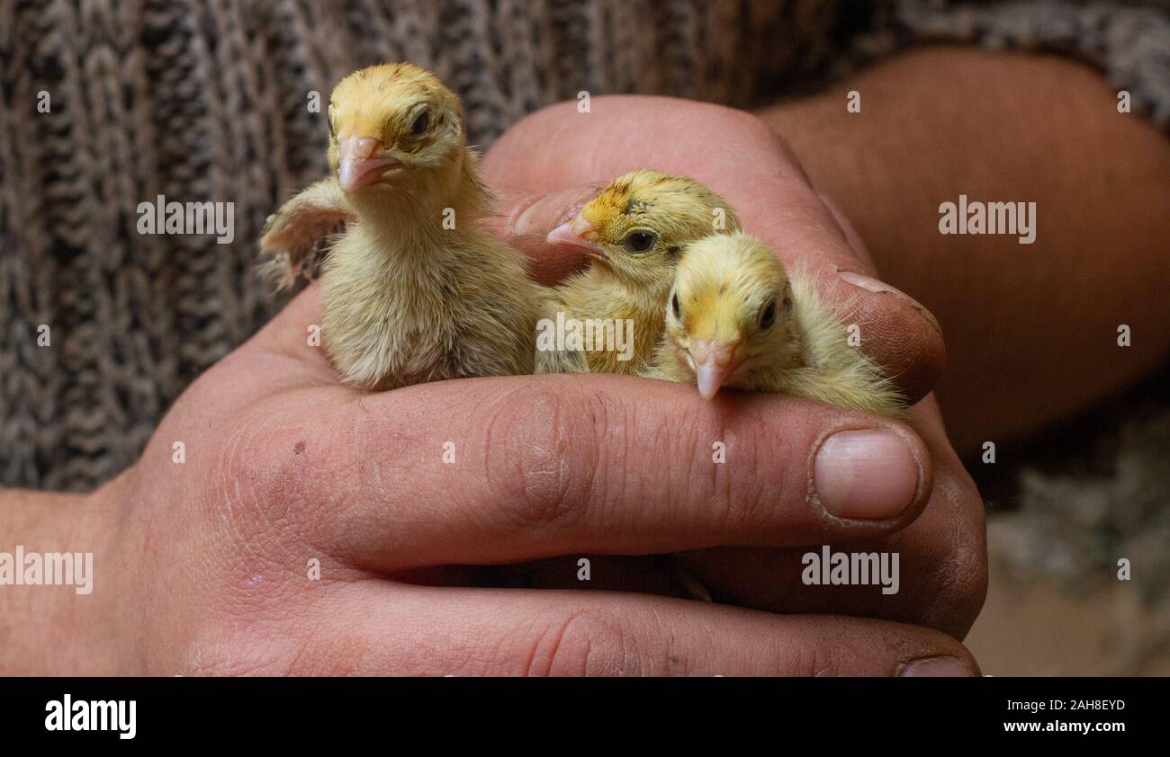 Small quail hi-res stock photography and images - Alamy