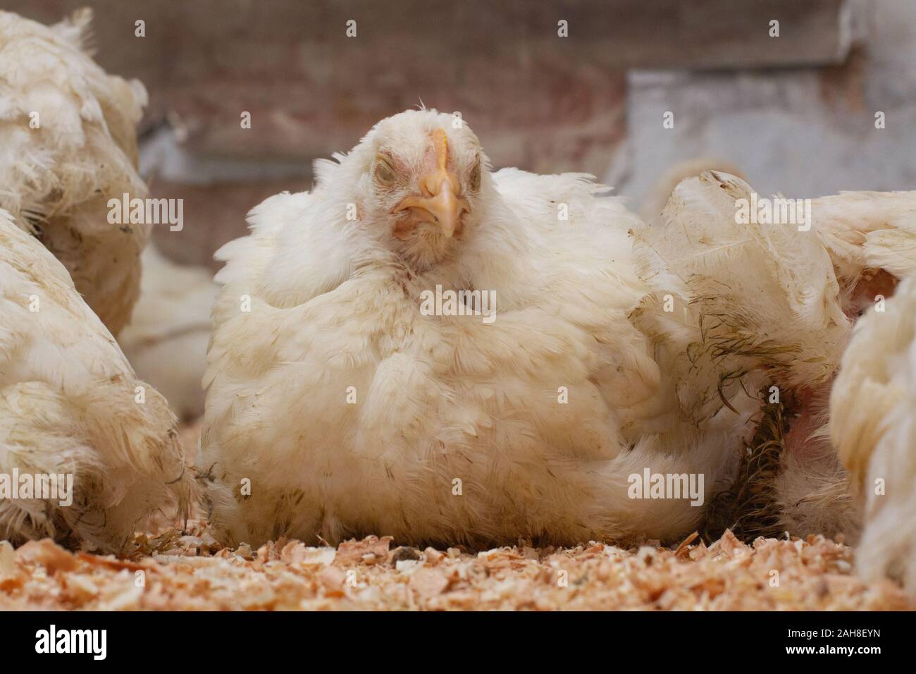 Poultry farm with chicken. Husbandry, housing business for the purpose ...