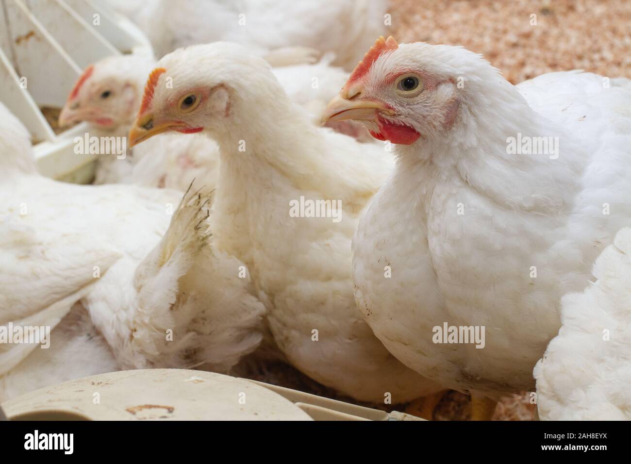 Live White Chicken