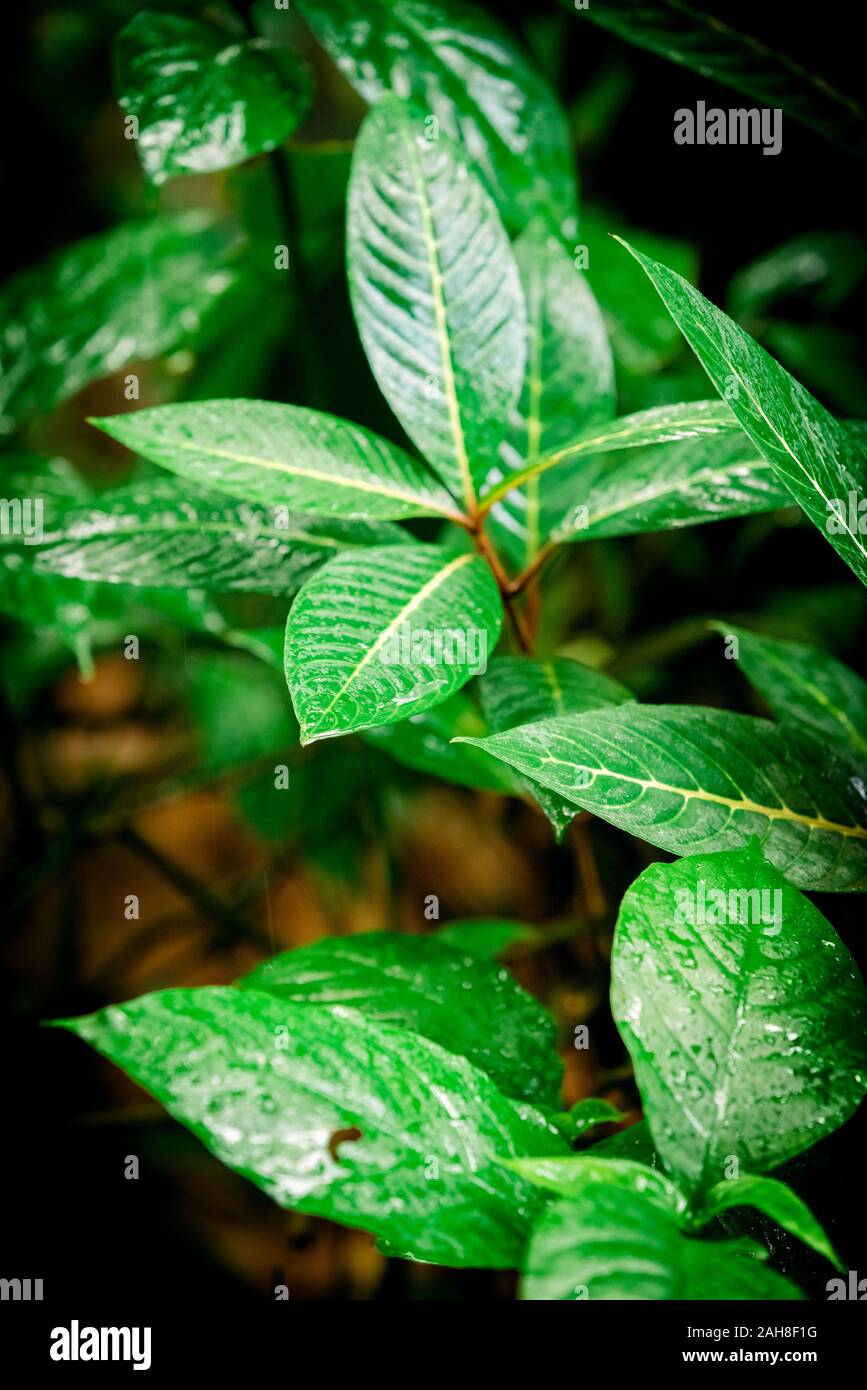 tropical green leaf. tropical rainforest Stock Photo - Alamy