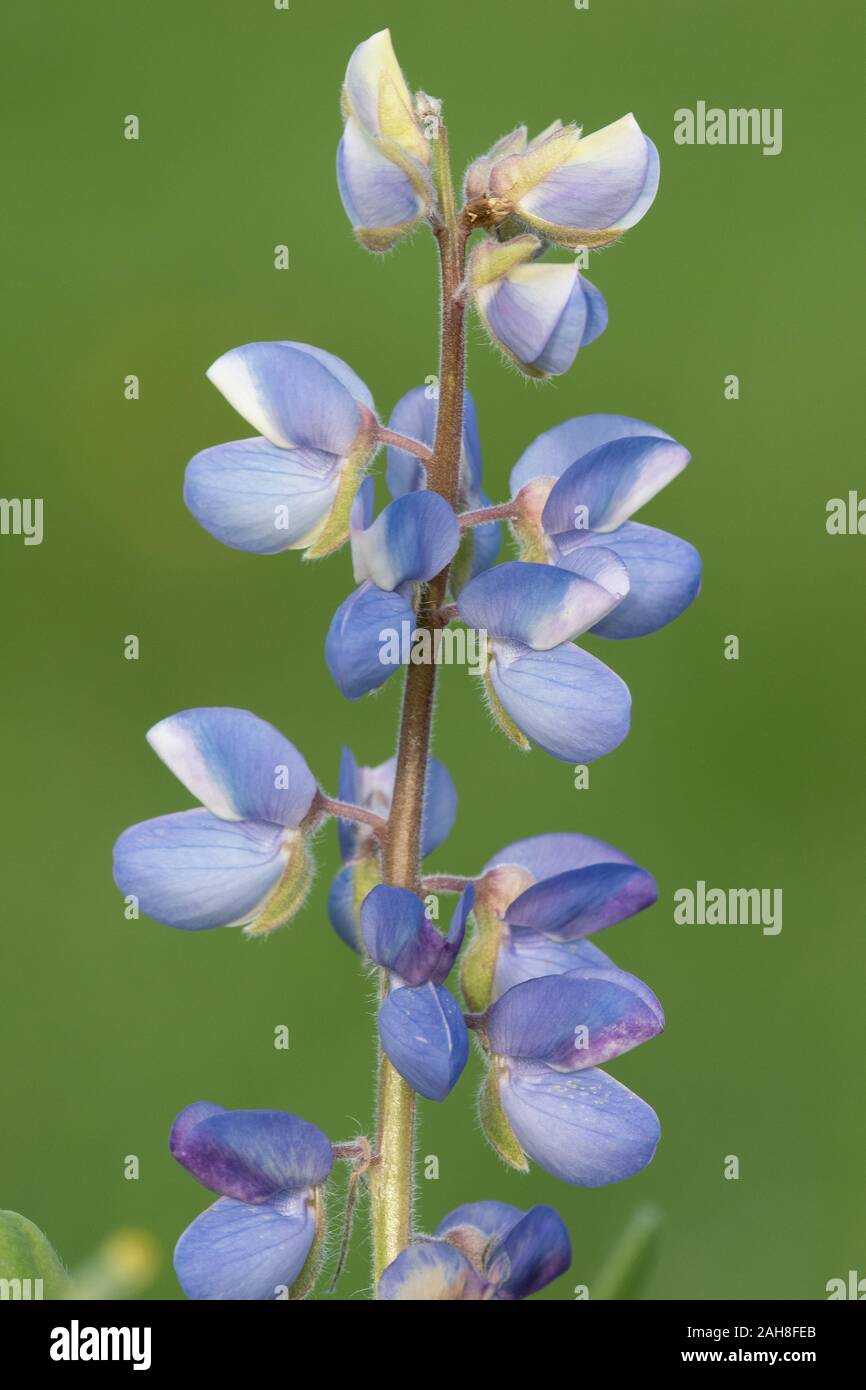 Close up of a sundial lupine (lupinus perennis) flower with a green ...