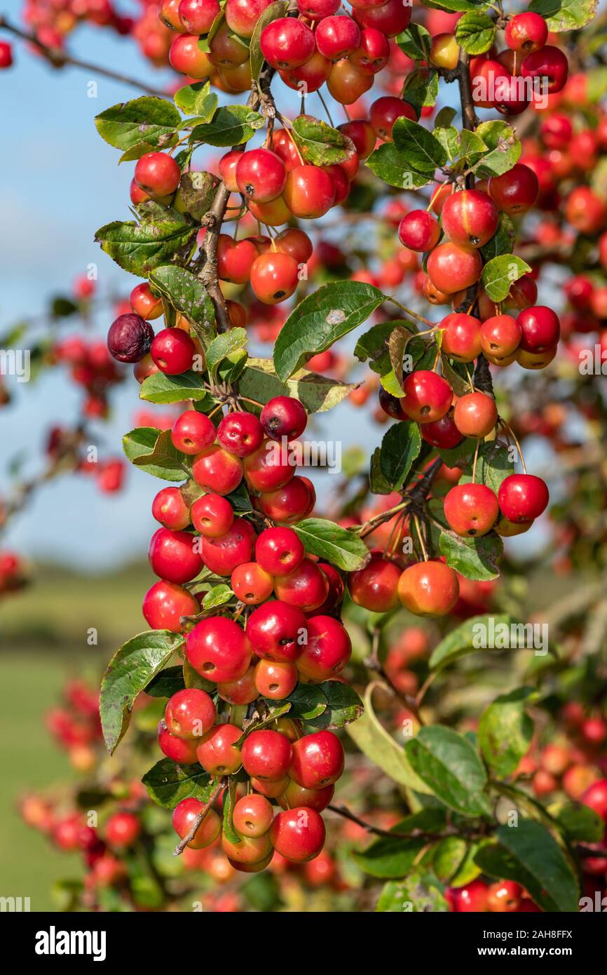 Close up berries on a malus tree with a sky background Stock Photo - Alamy