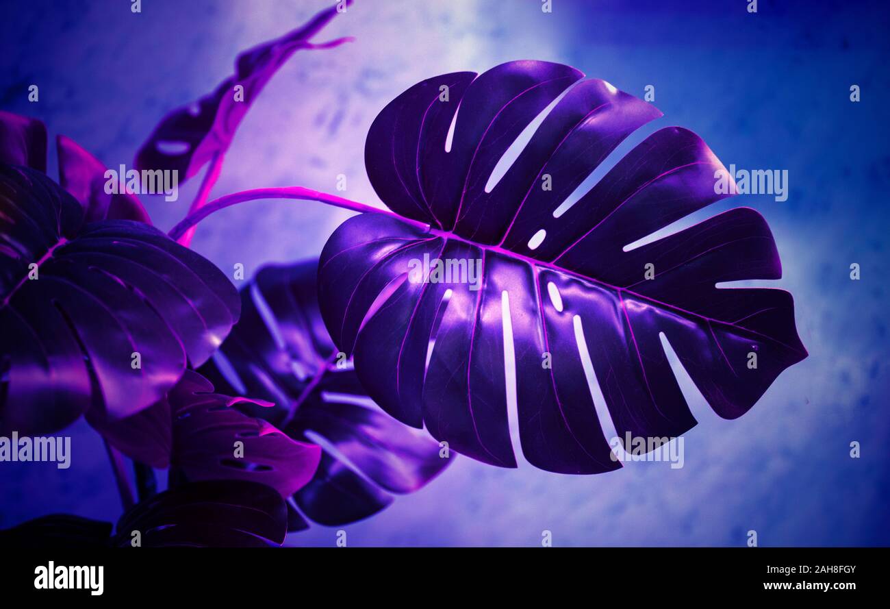 Tropical monstera leaf in purple neon color Stock Photo - Alamy