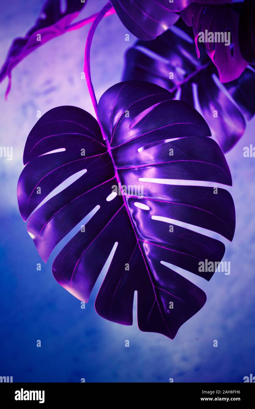 Tropical monstera leaf in purple neon color Stock Photo - Alamy