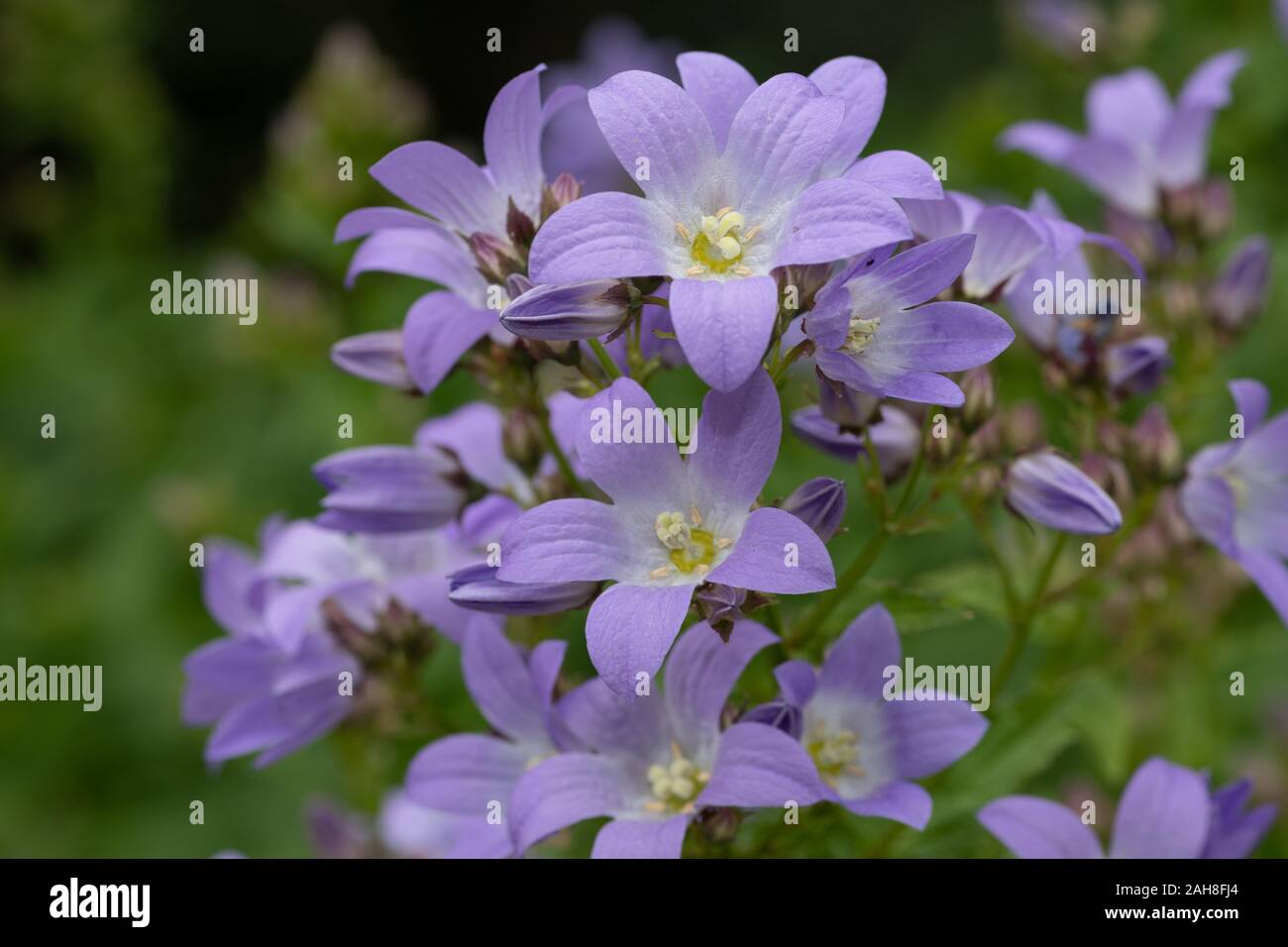 Milky bellflower campanula lactiflora hi-res stock photography and ...