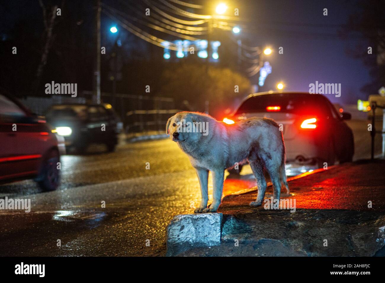Stray dogs on dirty street hi-res stock photography and images - Alamy