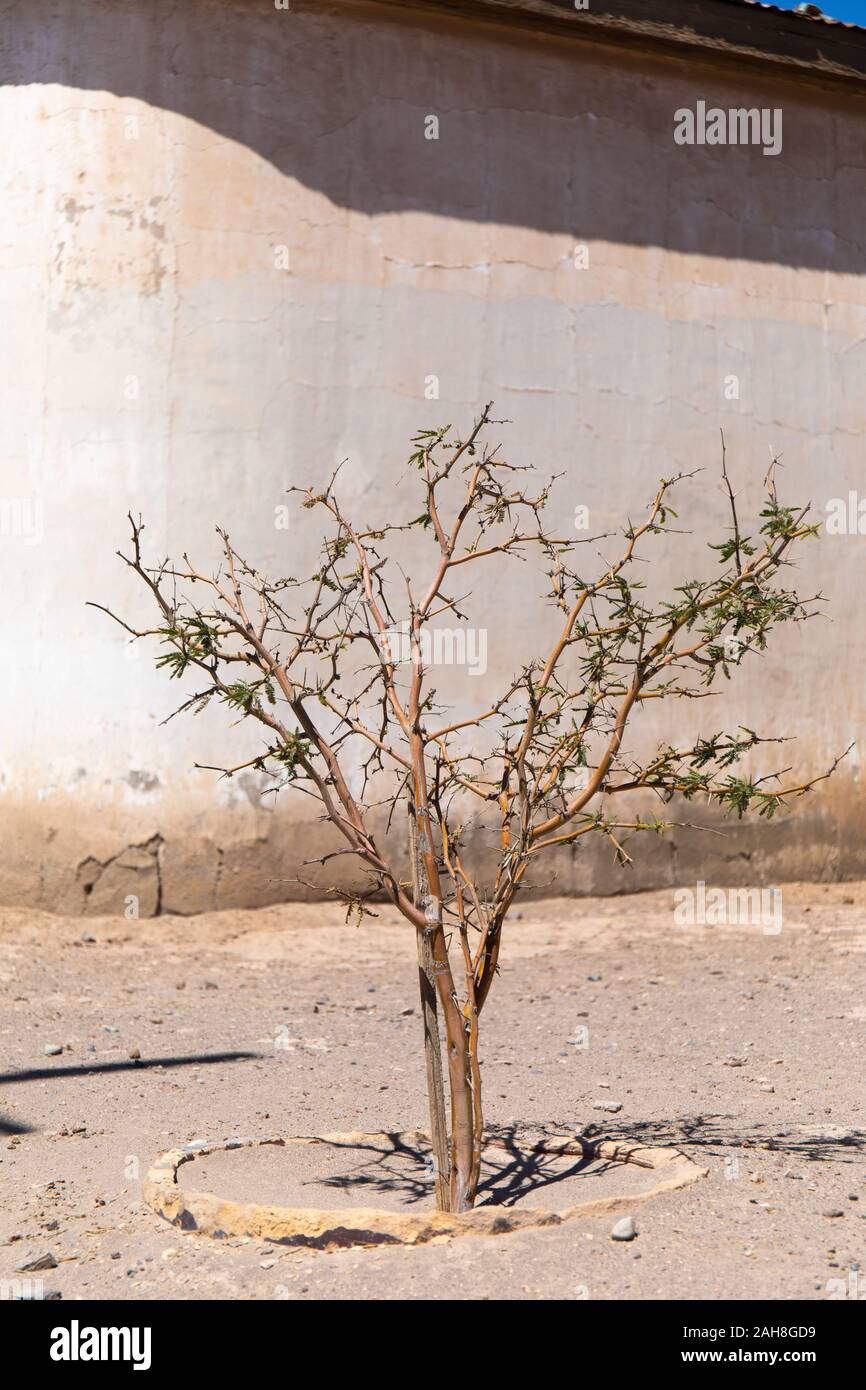 A tree struggling to grow in the street of the abandoned Humberstone ...