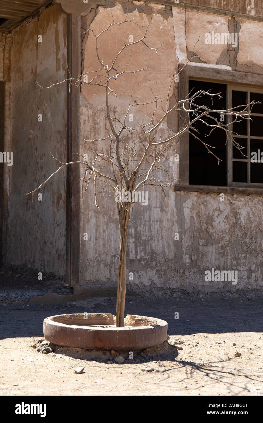 Tree struggling to grow hi-res stock photography and images - Alamy