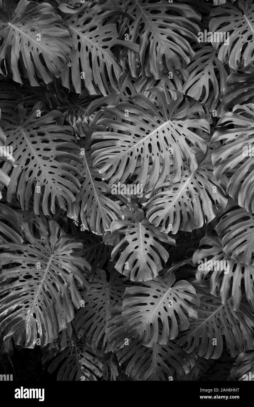 Overlapping leaves shot in black and white Stock Photo - Alamy