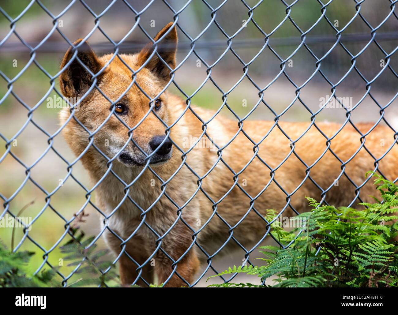 A captive wild Dingo behind cage bars in the Walkabout Wildlife Park ...
