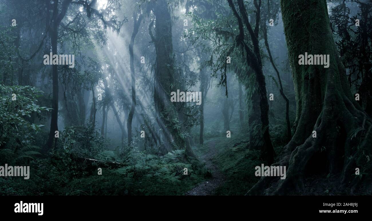 Deep tropical jungle in darkness Stock Photo - Alamy
