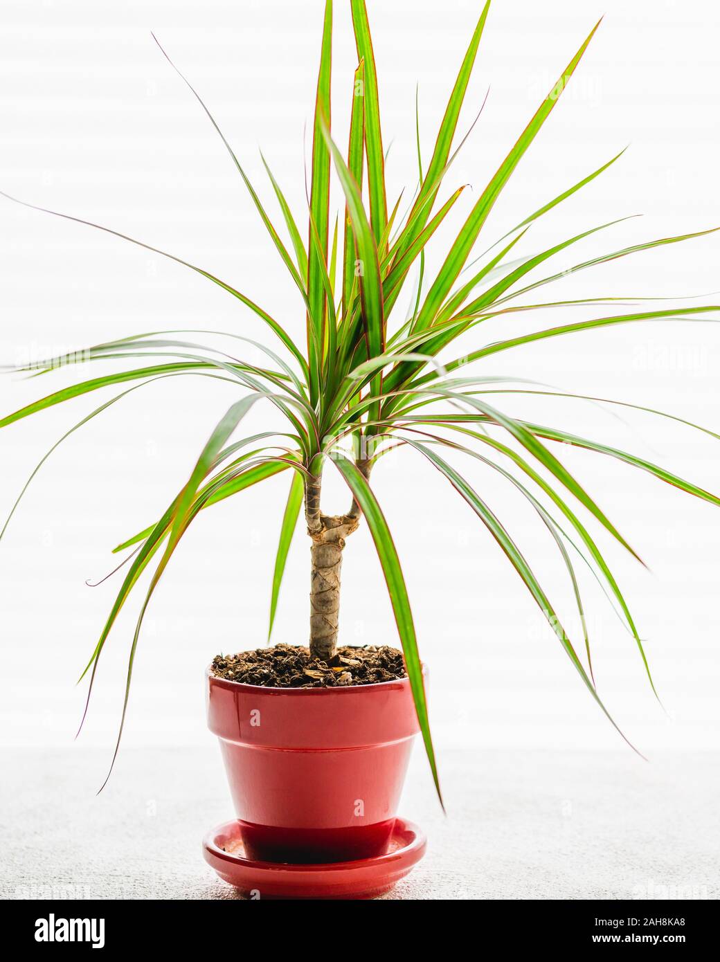 Dracaena, also known as dragon tree, close up on white background, back ...