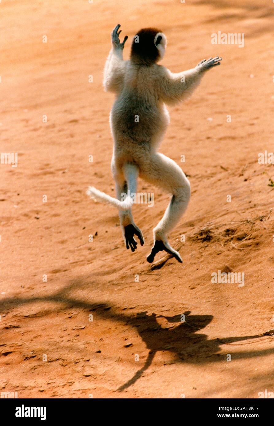 Lemur lemurs jumping madagascar hi-res stock photography and images - Alamy