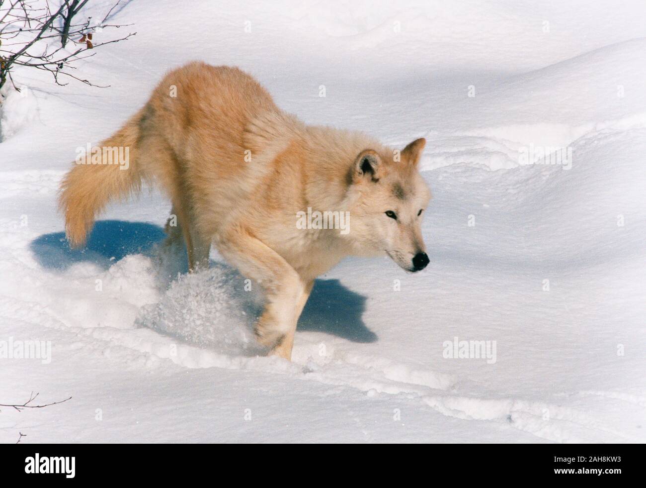 Wolf tracks in snow canada hi-res stock photography and images - Alamy