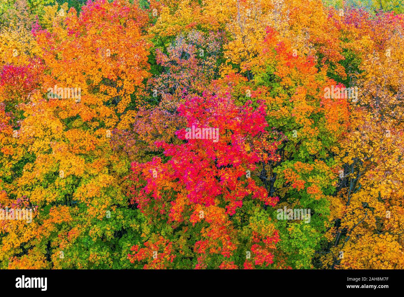Urban park trees hi-res stock photography and images - Alamy