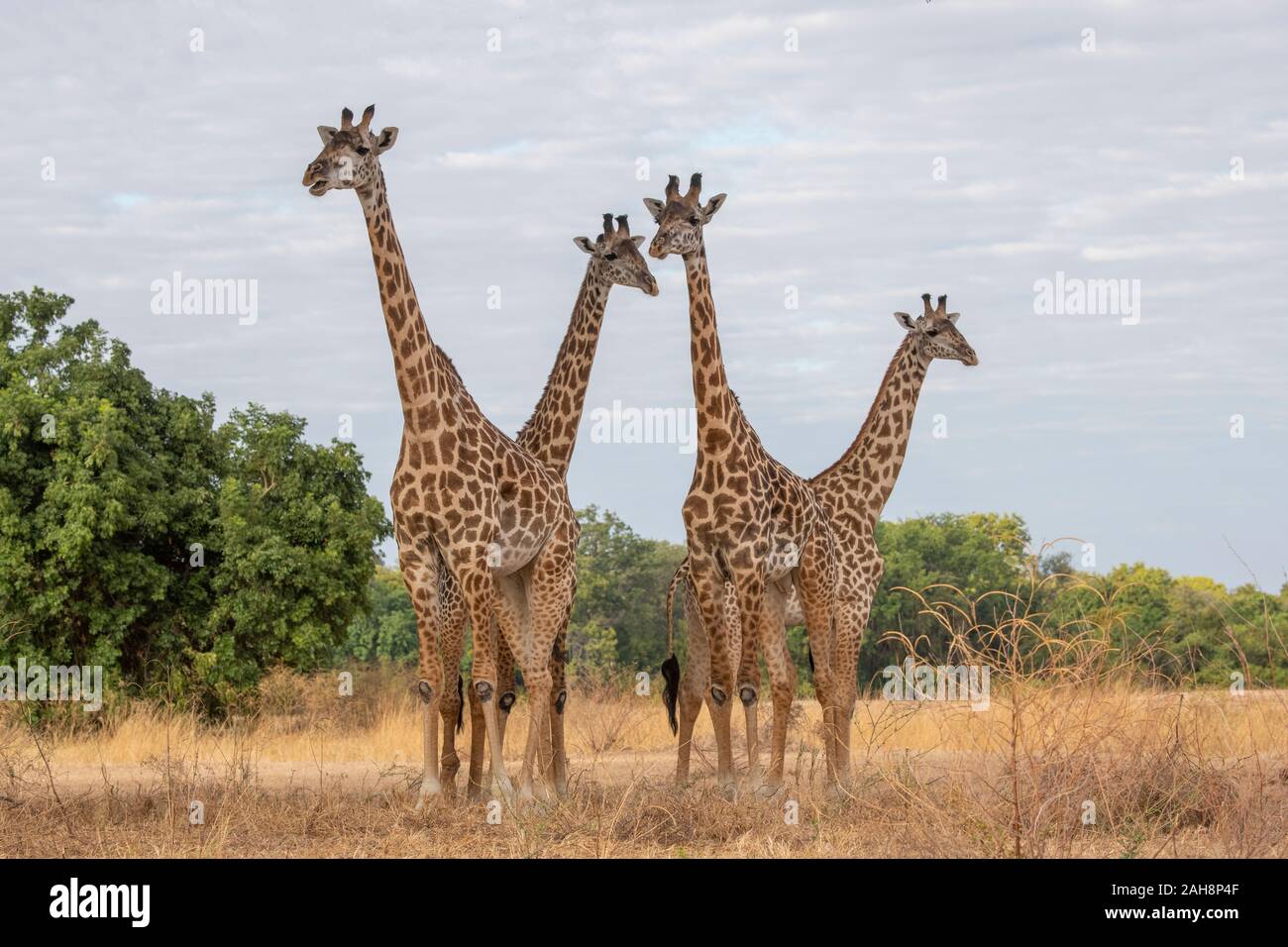 Thornicroft's giraffe hi-res stock photography and images - Alamy