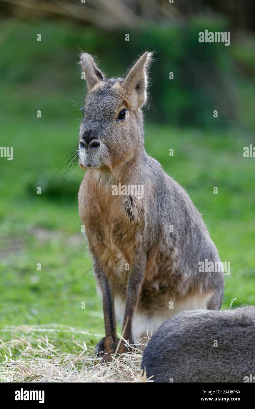 Patagonian Mara - Dolichotis patagonum Large Rodent from Argentina ...