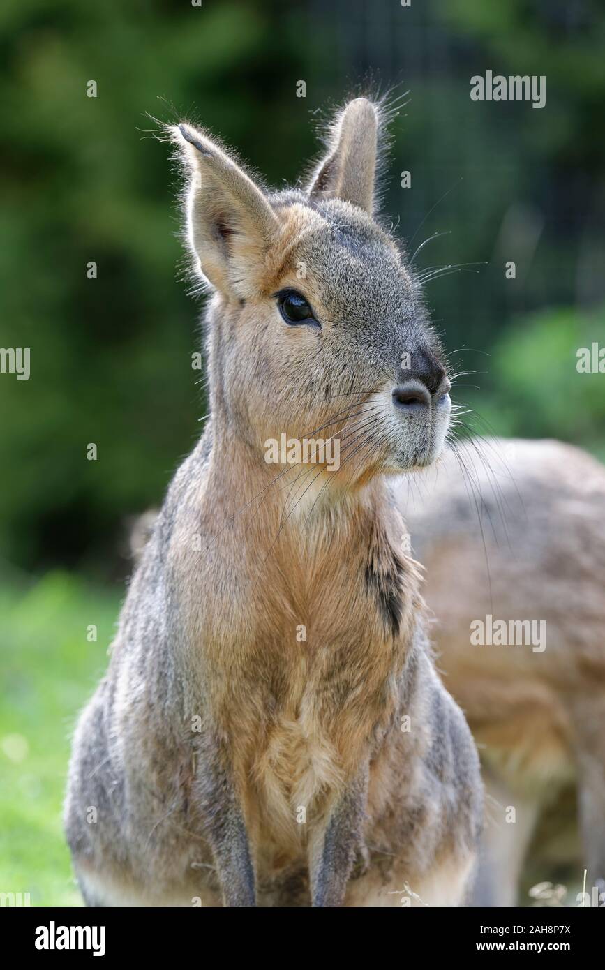 Large rodent hi-res stock photography and images - Alamy