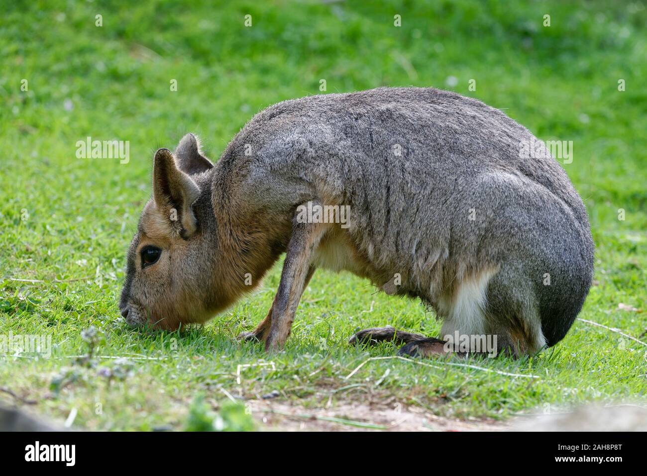 Patagonian Mara - Dolichotis patagonum Large Rodent from Argentina ...