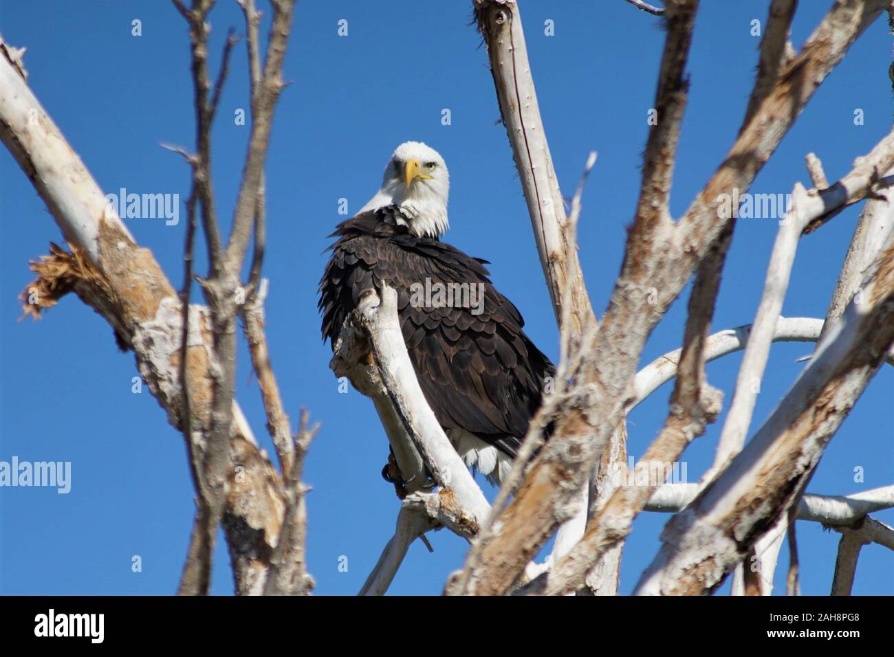 A bald eagle sits in a tree in Chandler, Arizona United States while it ...