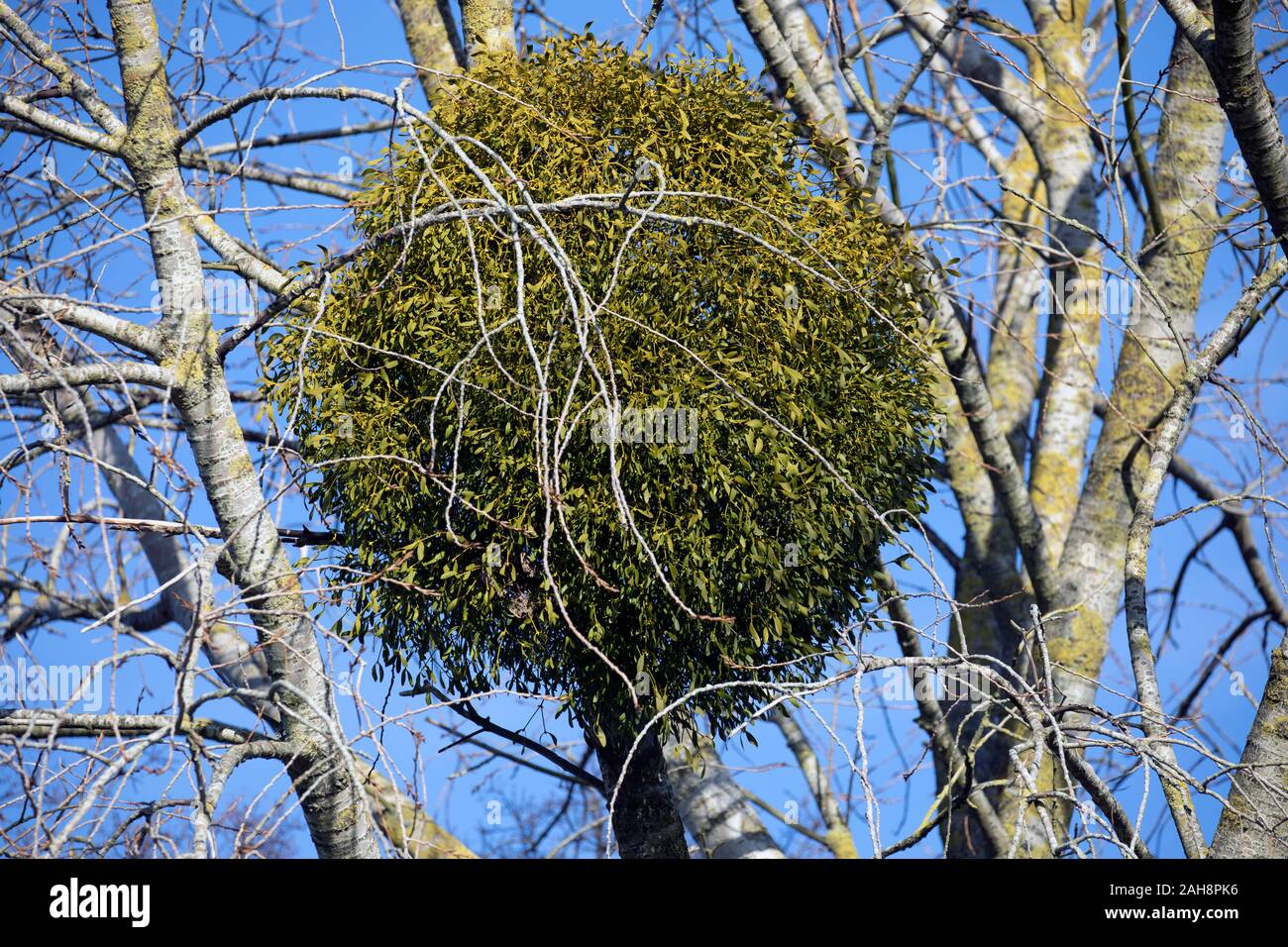 Black poplar tree hi-res stock photography and images - Alamy