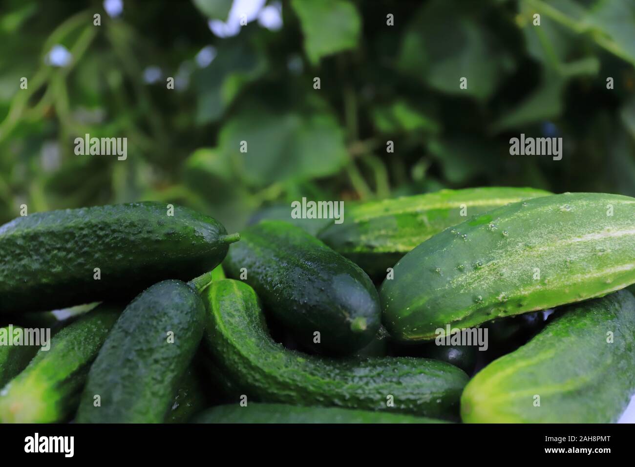 Short-fruited cucumbers in a greenhouse against a background of foliage ...