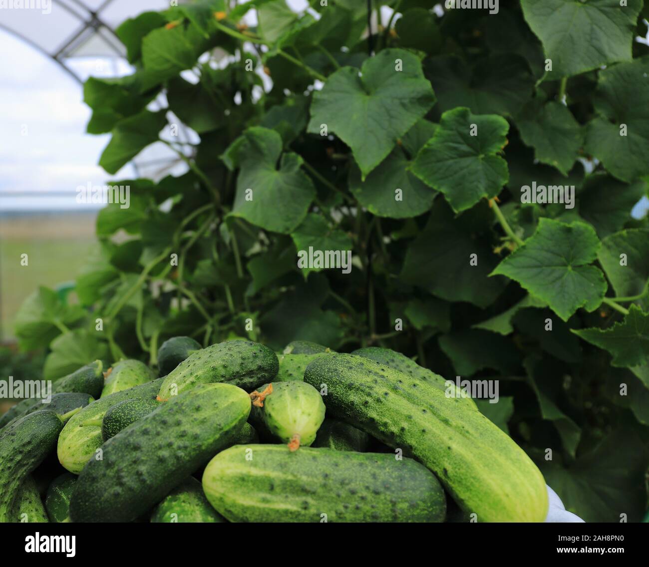 Short-fruited cucumbers in a greenhouse against a background of foliage ...