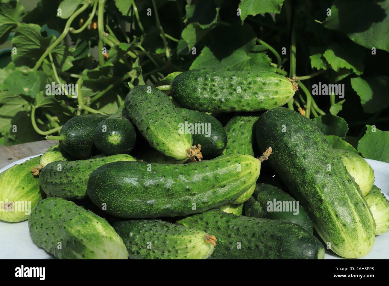 Short-fruited cucumbers in a greenhouse against a background of foliage ...