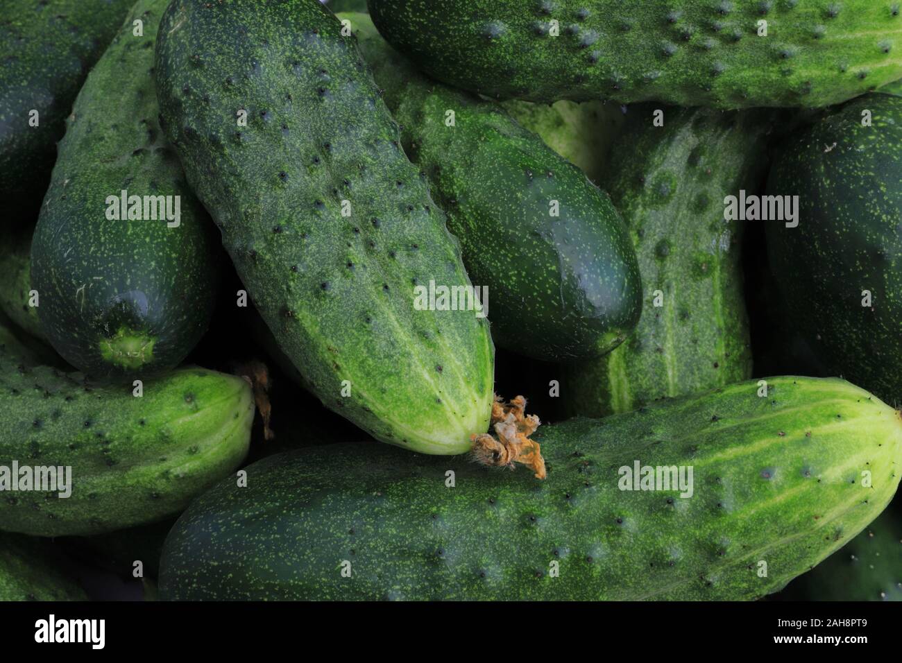 Harvest of short-fruited cucumbers close up, background Stock Photo - Alamy
