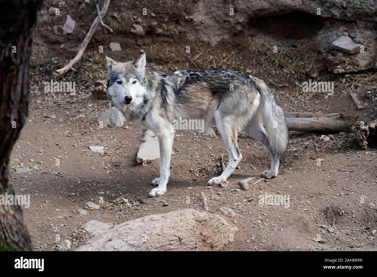 A Mexican Wolf is seen in Tucson, Arizona. Wednesday, Dec. 25, 2019, in ...