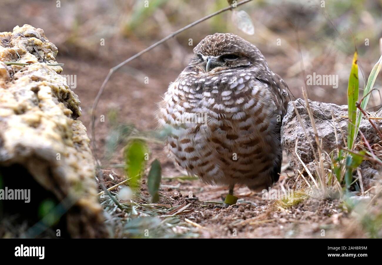 A Burrowing Owl is seen in Tucson, Arizona. Wednesday, Dec. 25, 2019 ...