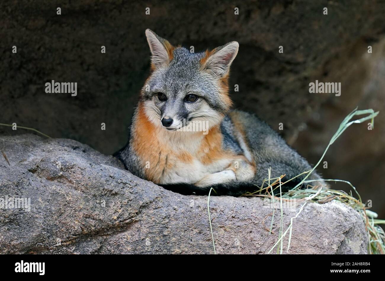 A Red Fox is seen in Tucson, Arizona. Wednesday, Dec. 25, 2019, in ...