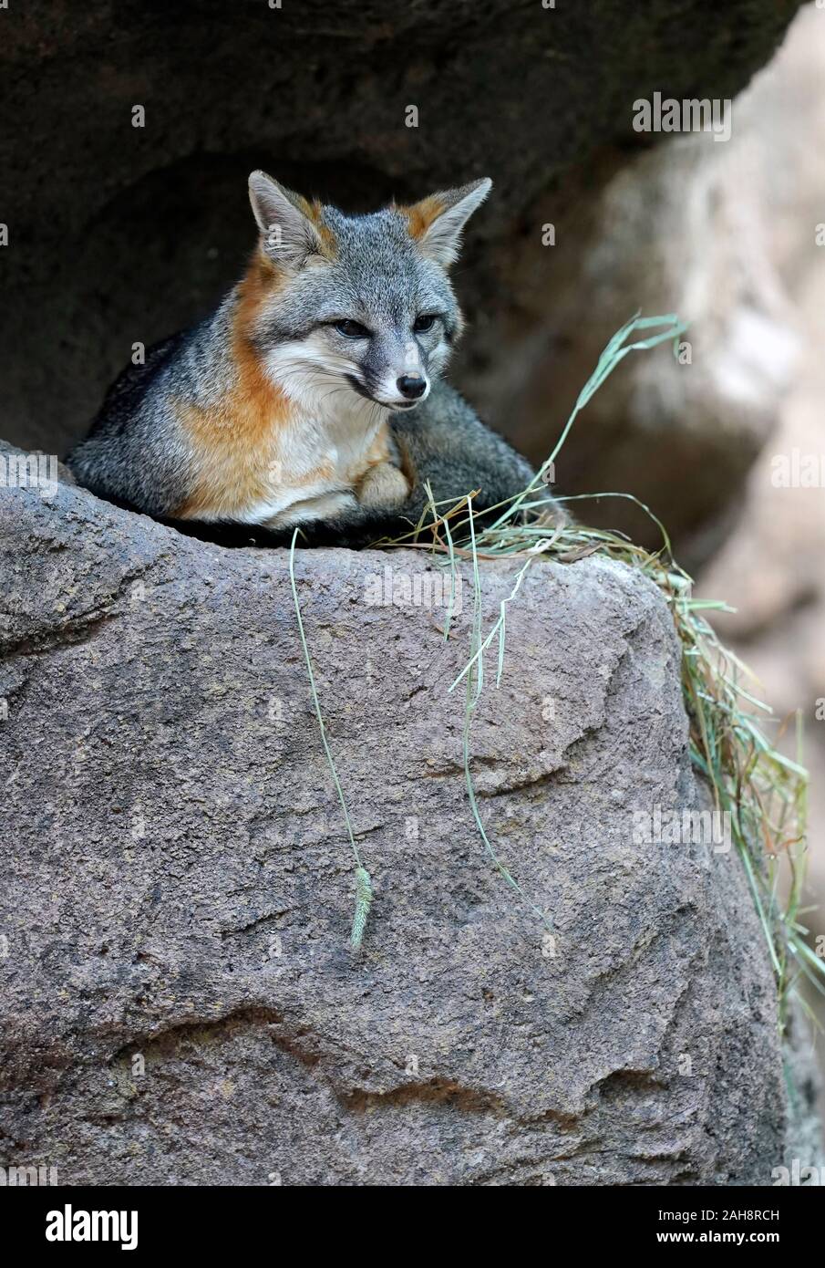 Fox arizona hi-res stock photography and images - Alamy
