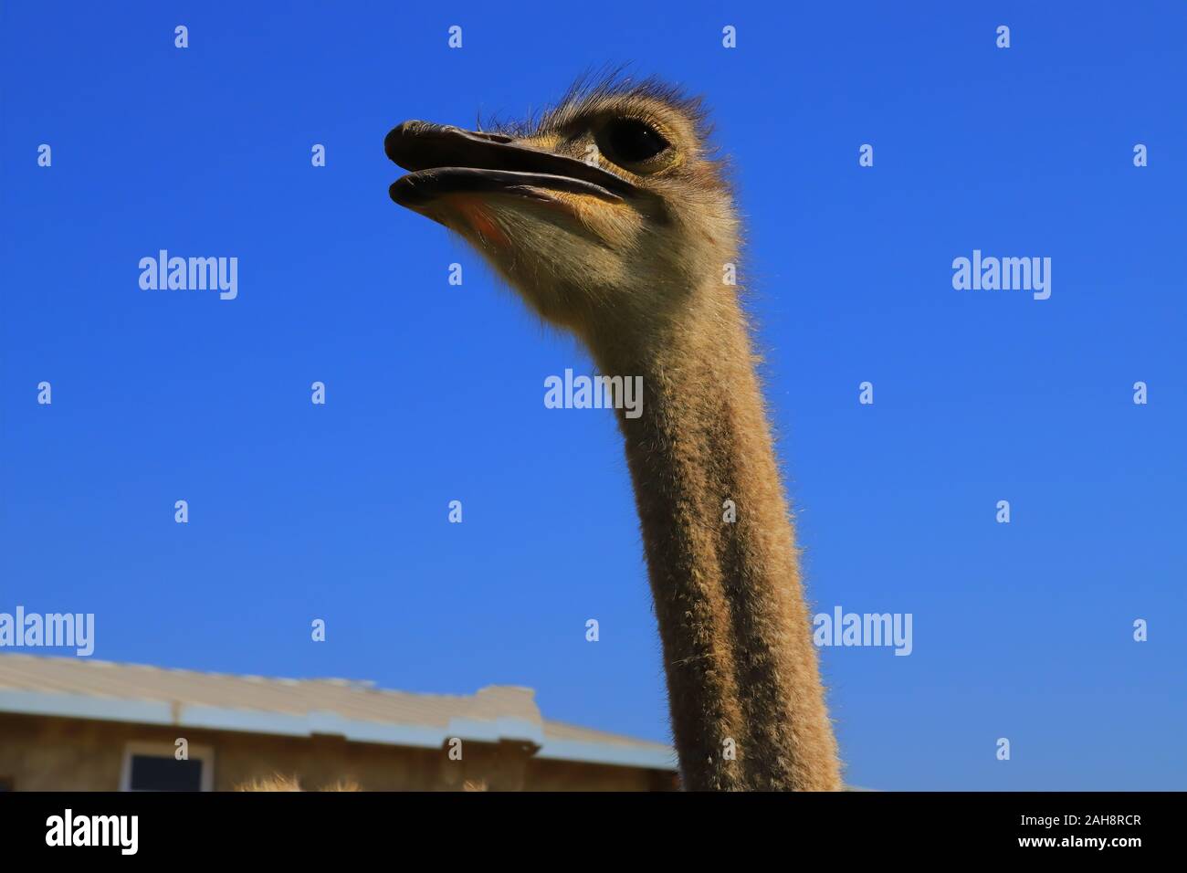 Ostrichs neck hi-res stock photography and images - Alamy