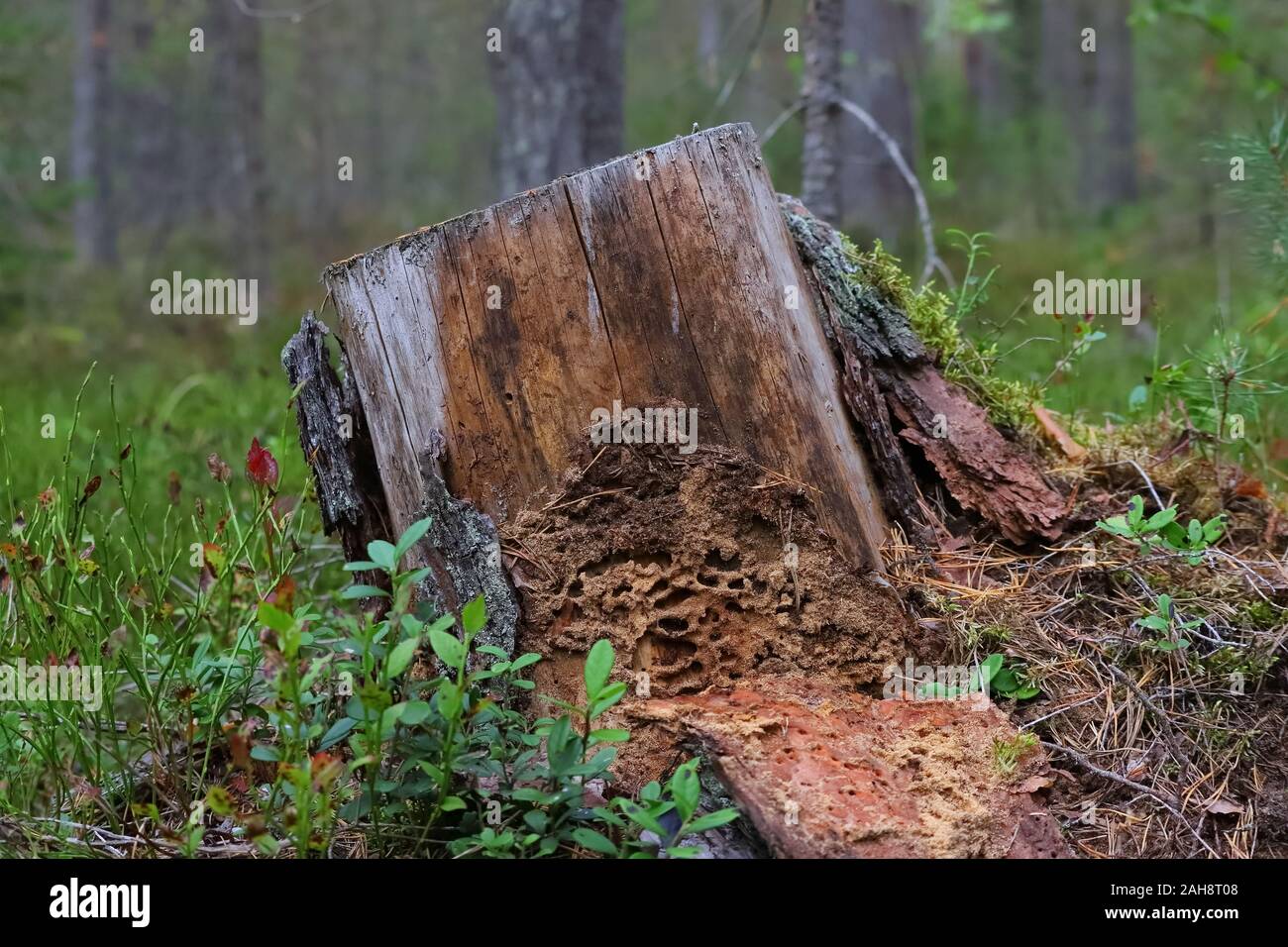 Rotten stump hi-res stock photography and images - Alamy